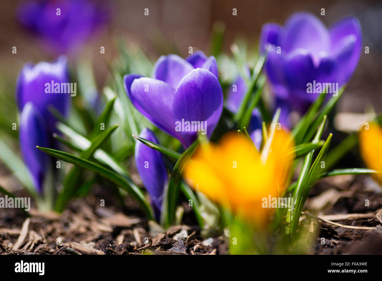 Home garden hi-res stock photography and images - Alamy