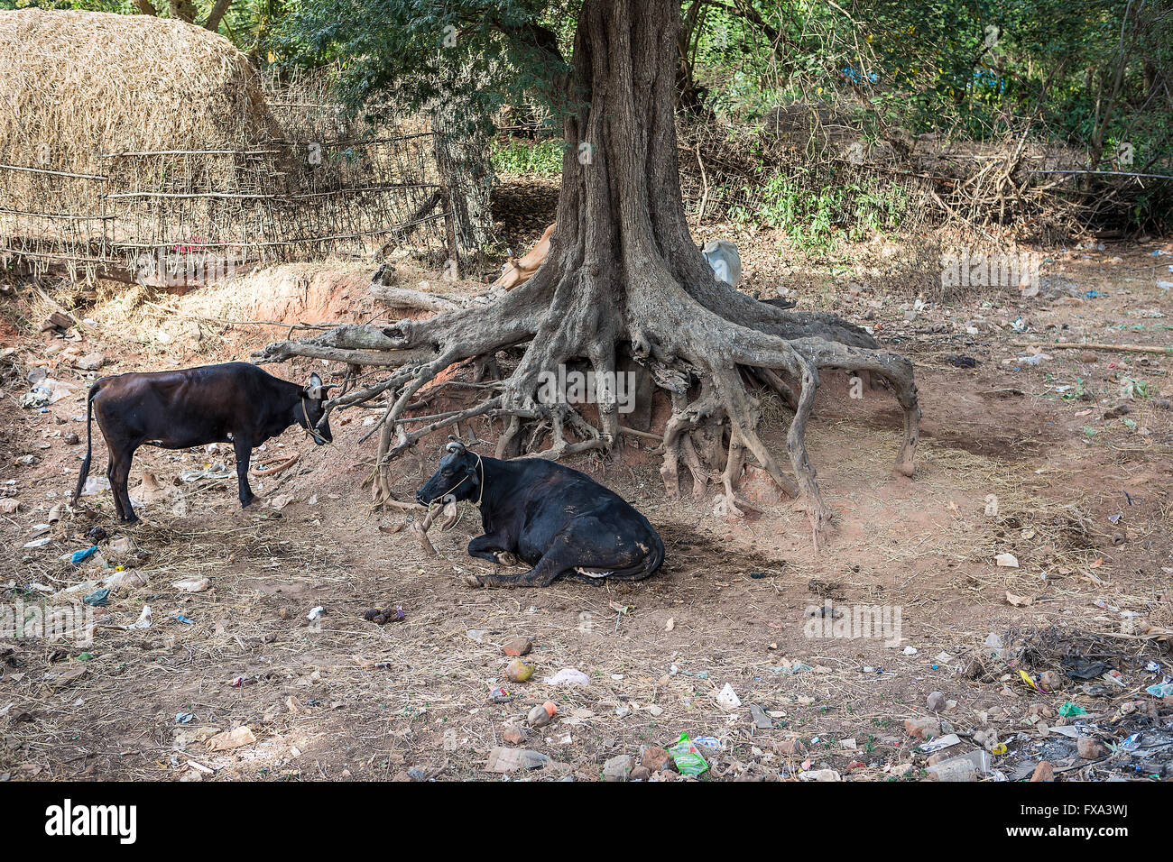 Two black cows with horns tethered to a tree on barren land in the ...
