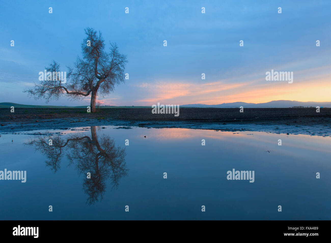 Oak tree reflection hi-res stock photography and images - Alamy