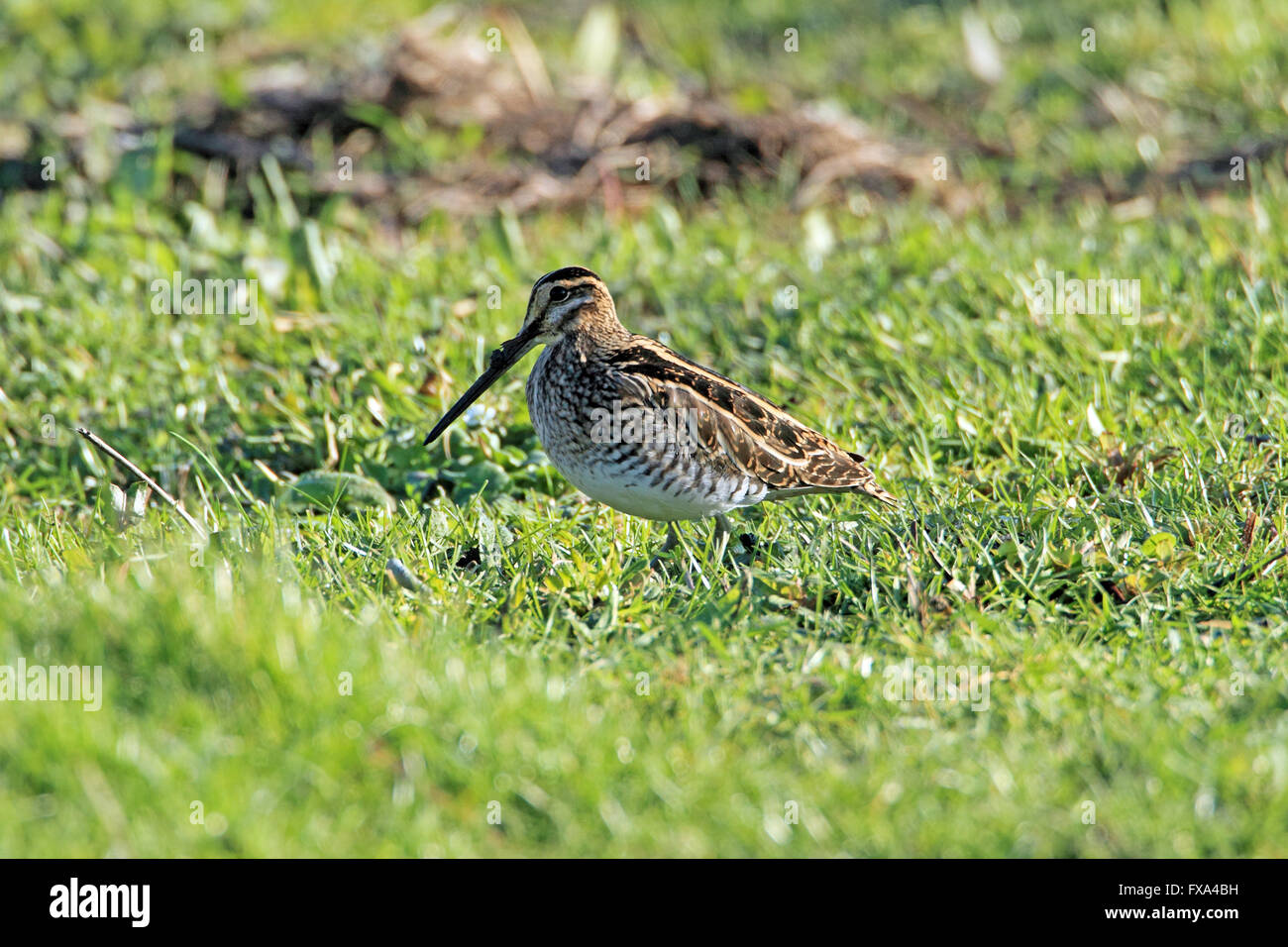 Snipe (Gallinago gallinago) - feeding in a field Stock Photo - Alamy