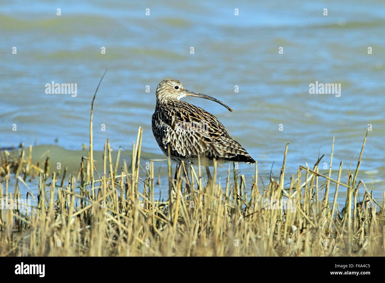 Curlew (Numenius arquata Stock Photo - Alamy