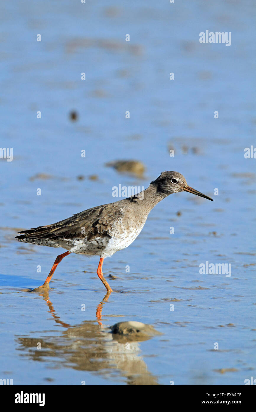 Redshank (Tringa totanus) - wading in muddy estuary Stock Photo - Alamy