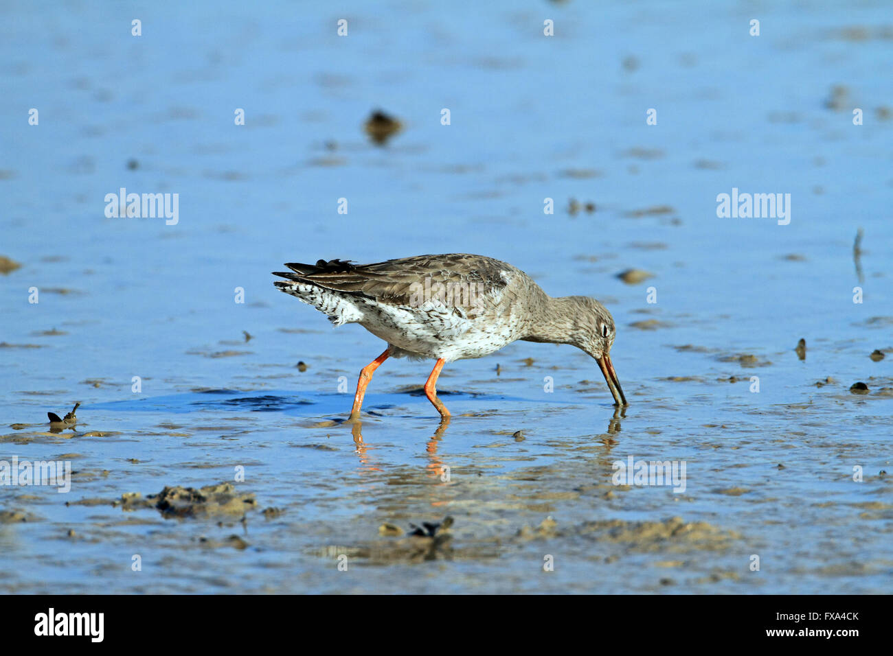 Redshank (Tringa totanus) - wading and feeding in muddy estuary Stock ...