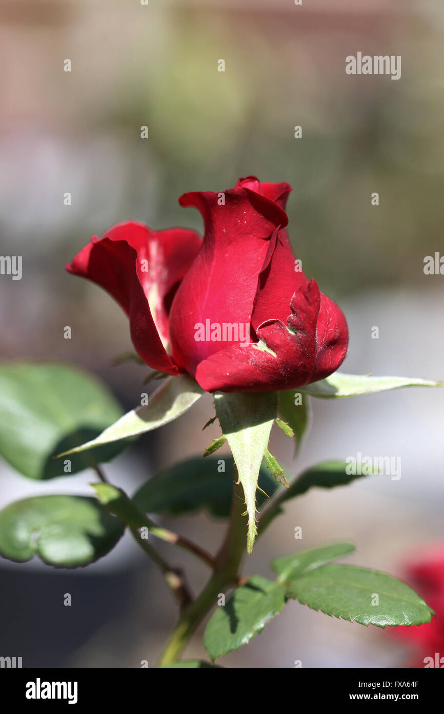 One rosebud close up hi-res stock photography and images - Alamy