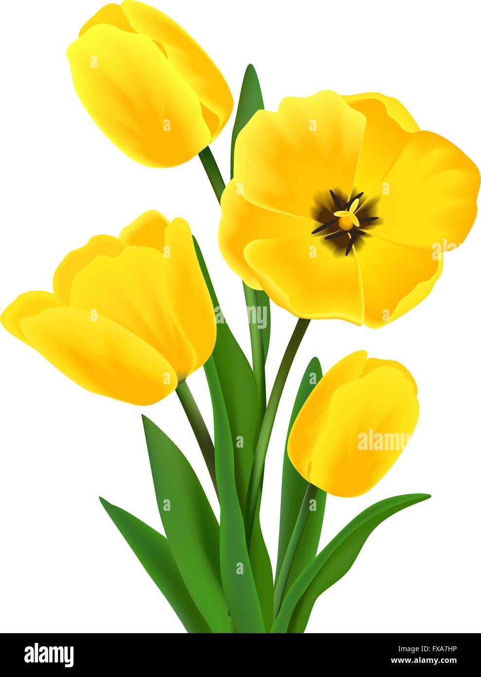 Natural fresh yellow tulip Stock Vector Images - Alamy