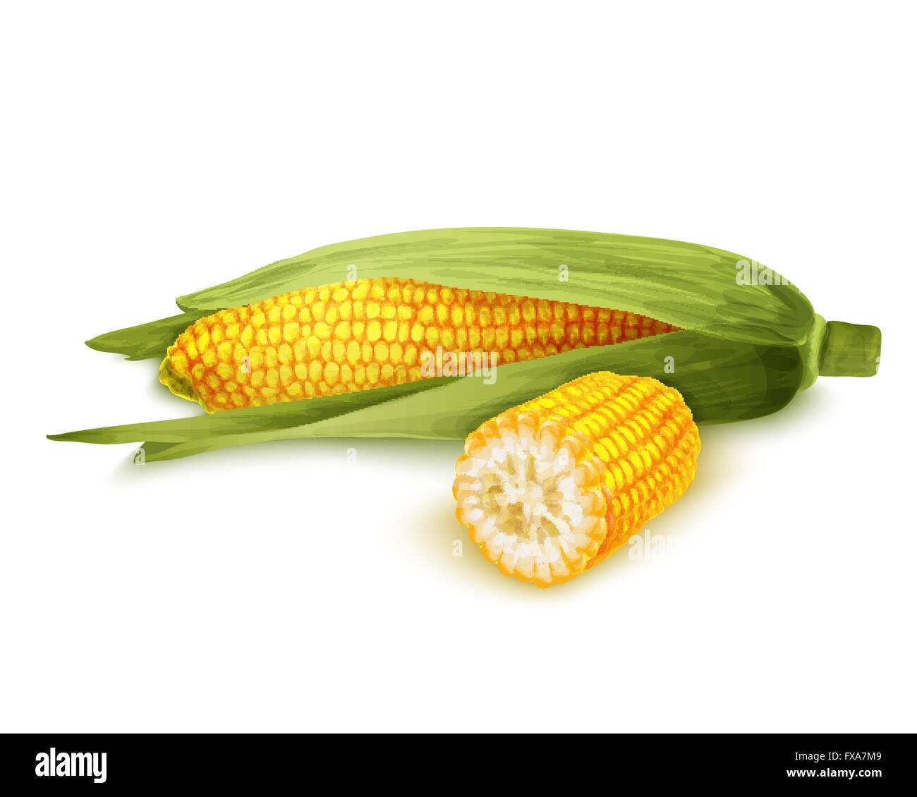 Corn stalk Stock Vector Images - Alamy
