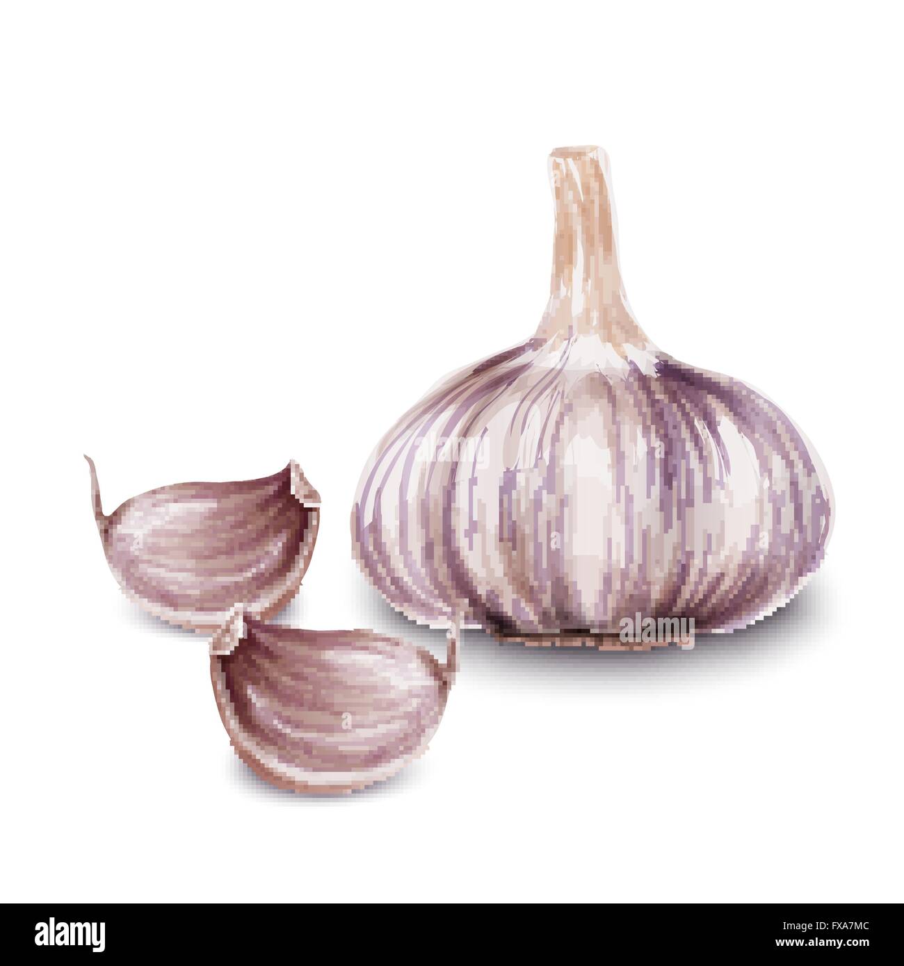 Fresh spring garlic on Stock Vector Images - Alamy