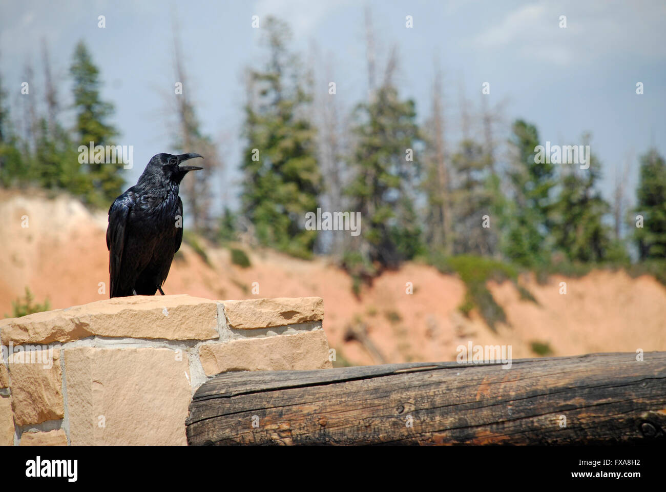 Raven with open mouth hi-res stock photography and images - Alamy