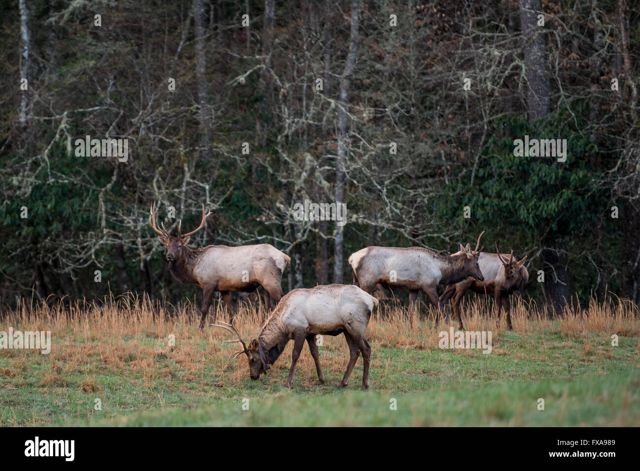 Spring bull elk hi-res stock photography and images - Alamy