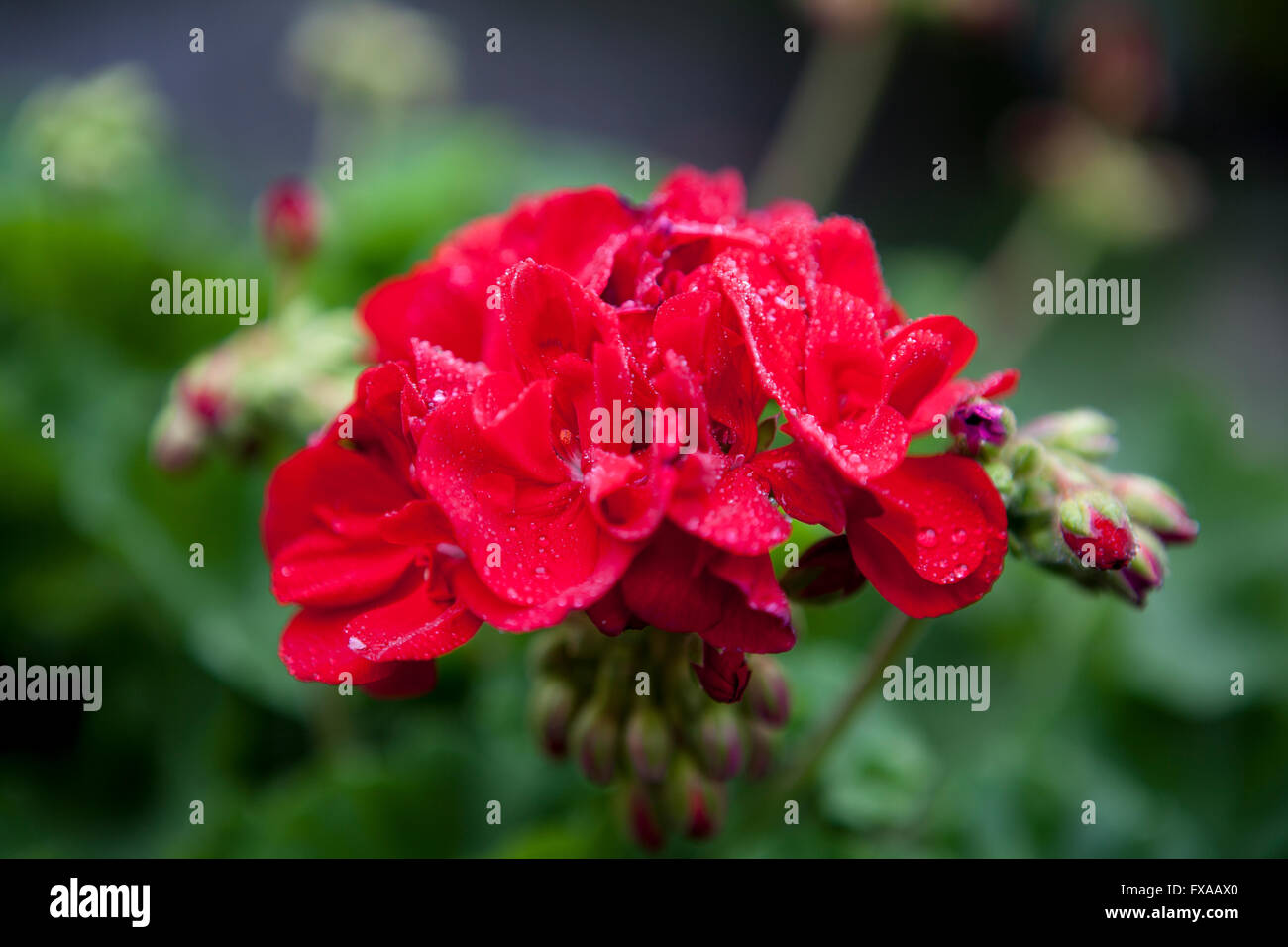 Red geranium flowers hi-res stock photography and images - Alamy