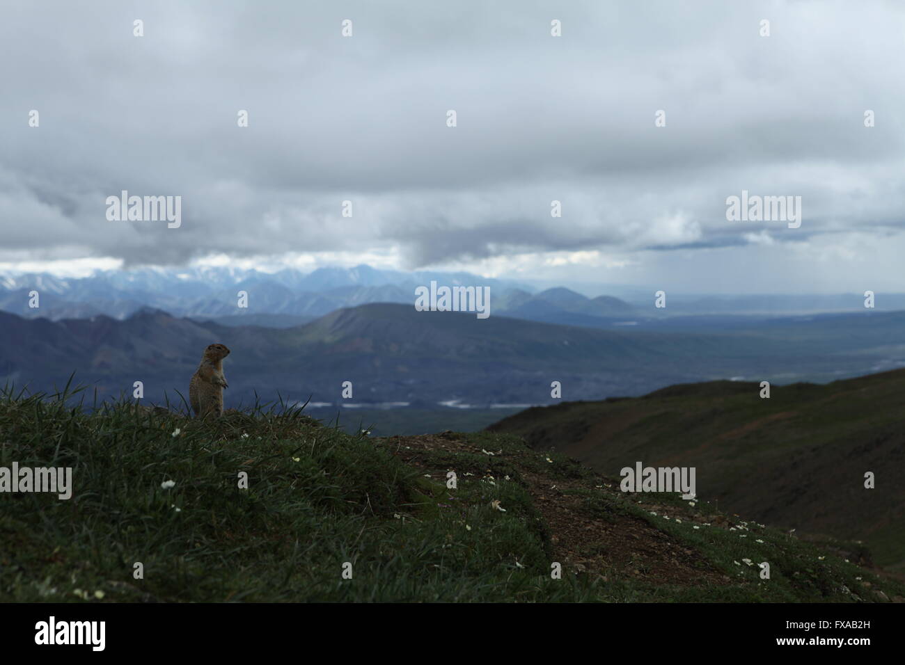Arctic squirrel, Denali National Park, Alaska Stock Photo - Alamy