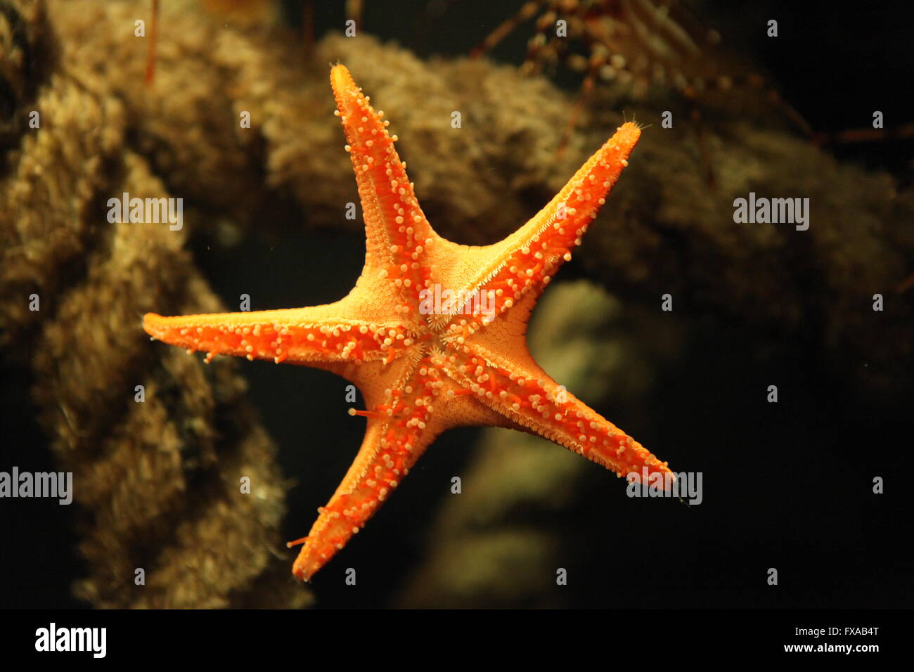 Starfish alaska usa hi-res stock photography and images - Alamy