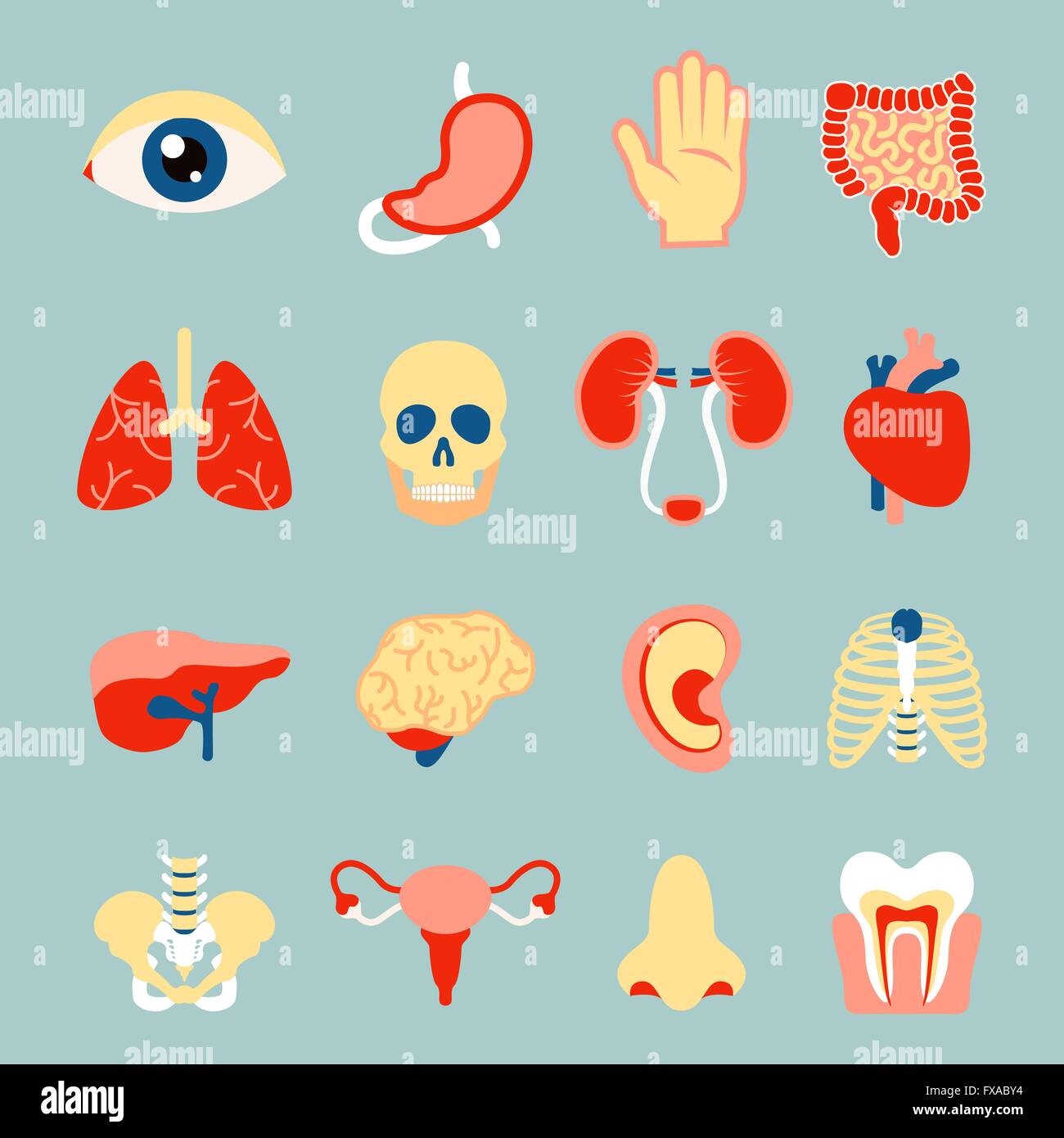 Human organs set Stock Vector Image & Art - Alamy