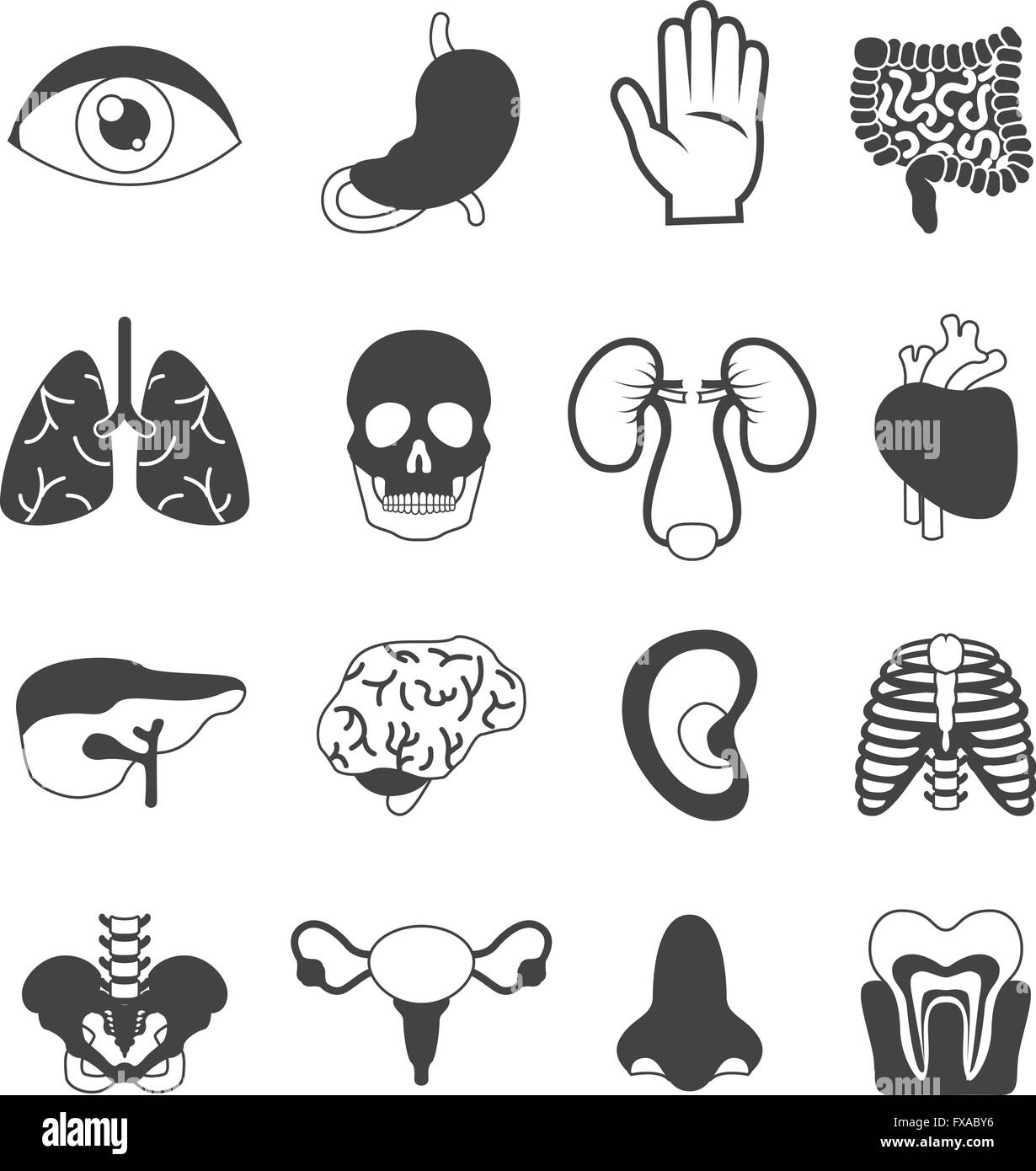 Human organs kidney liver Black and White Stock Photos & Images - Alamy