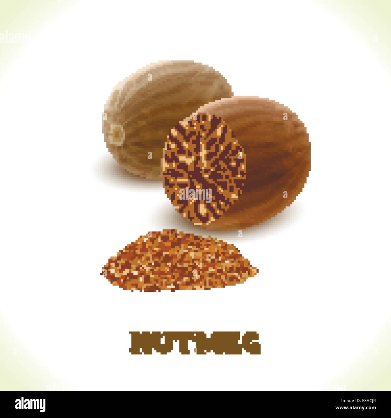 Nutmeg nut isolated on white Stock Vector Image & Art - Alamy