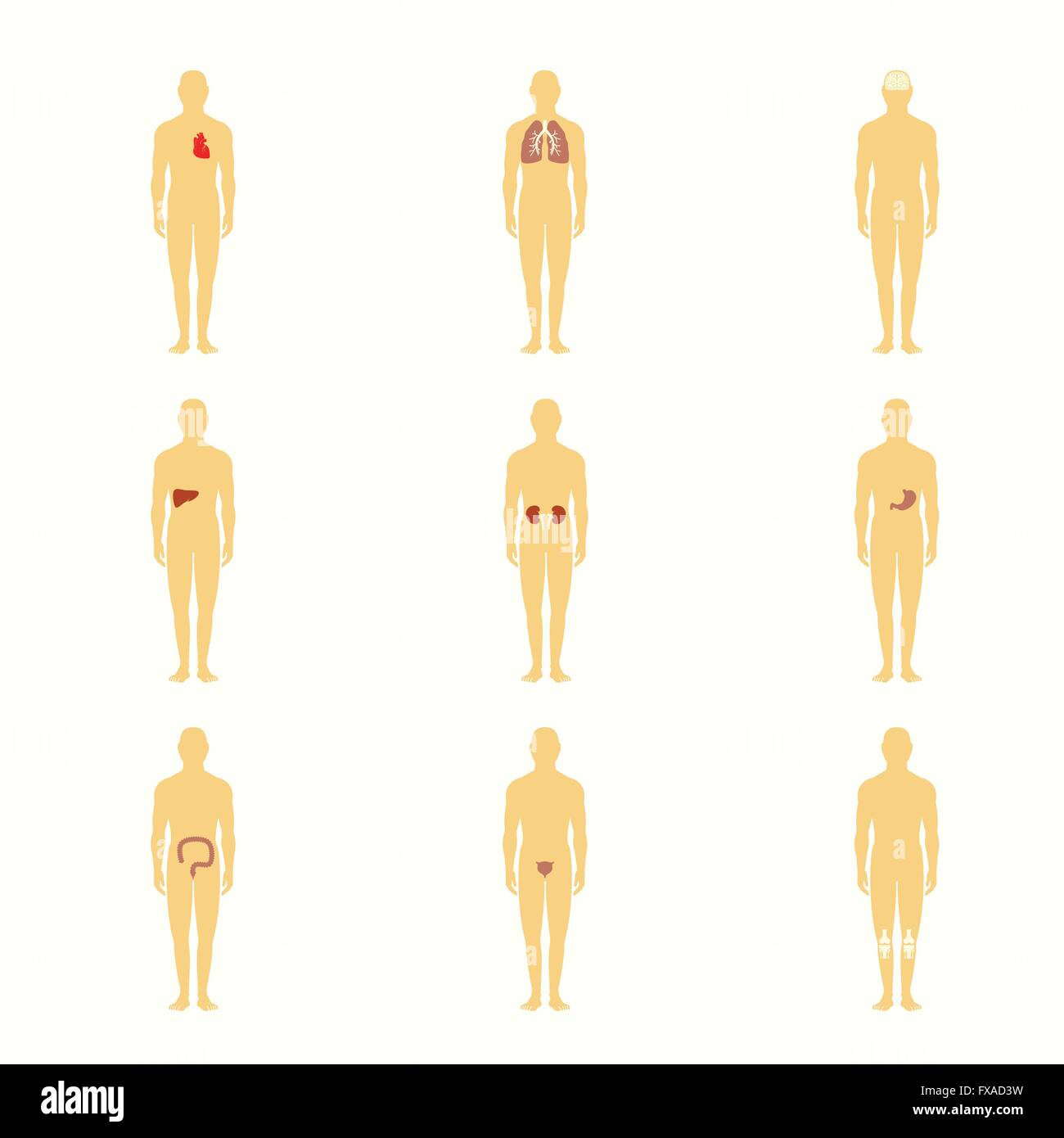 Human figures with internal organs Stock Vector Image & Art - Alamy