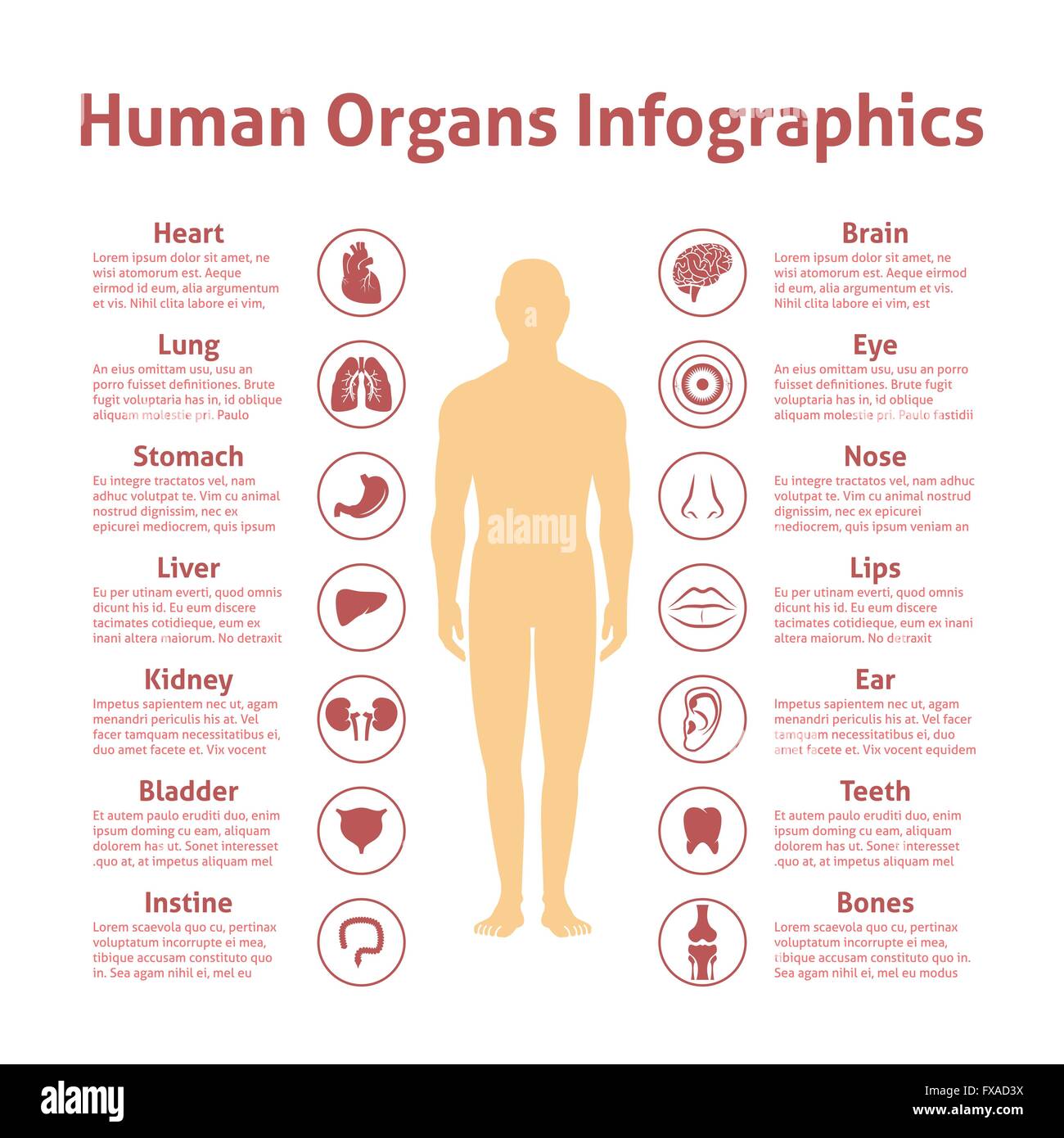 Human body infographics organs Cut Out Stock Images & Pictures - Alamy
