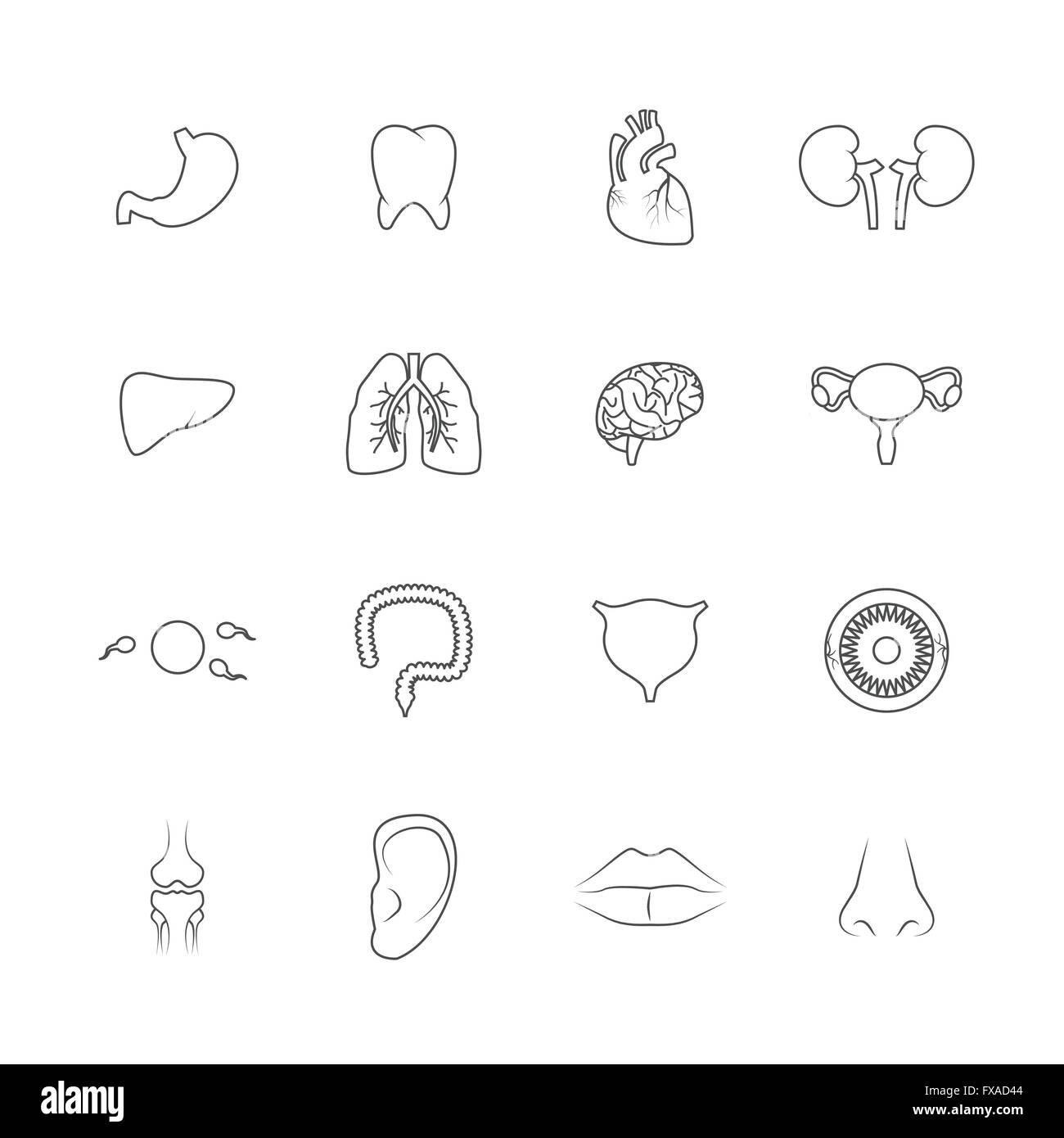 Human organs outline set Black and White Stock Photos & Images - Alamy