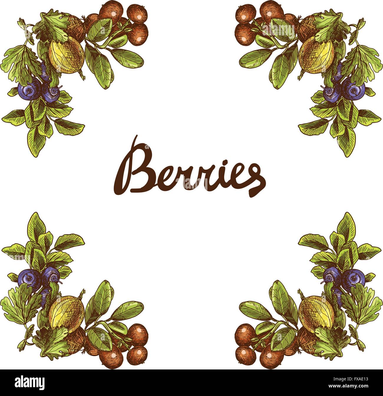 Sketch berries frame Stock Vector Image & Art - Alamy