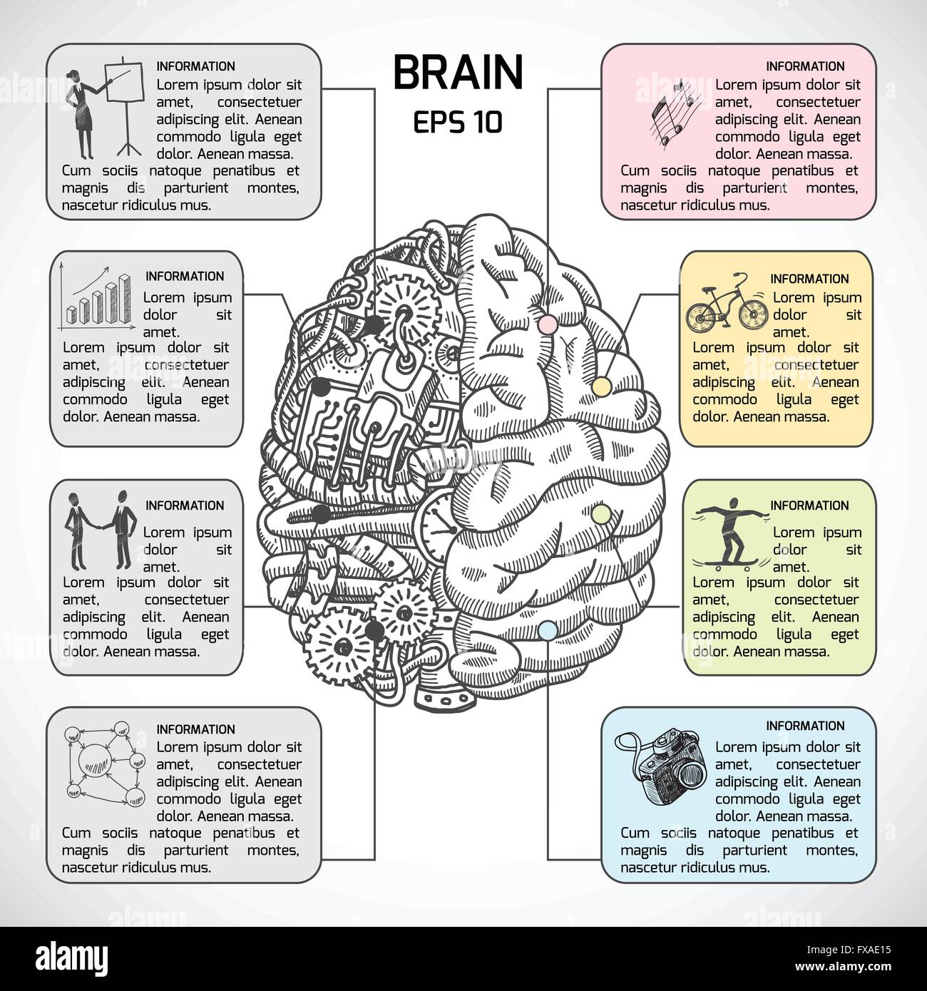 Brain hemispheres sketch infographic Stock Vector Image & Art - Alamy