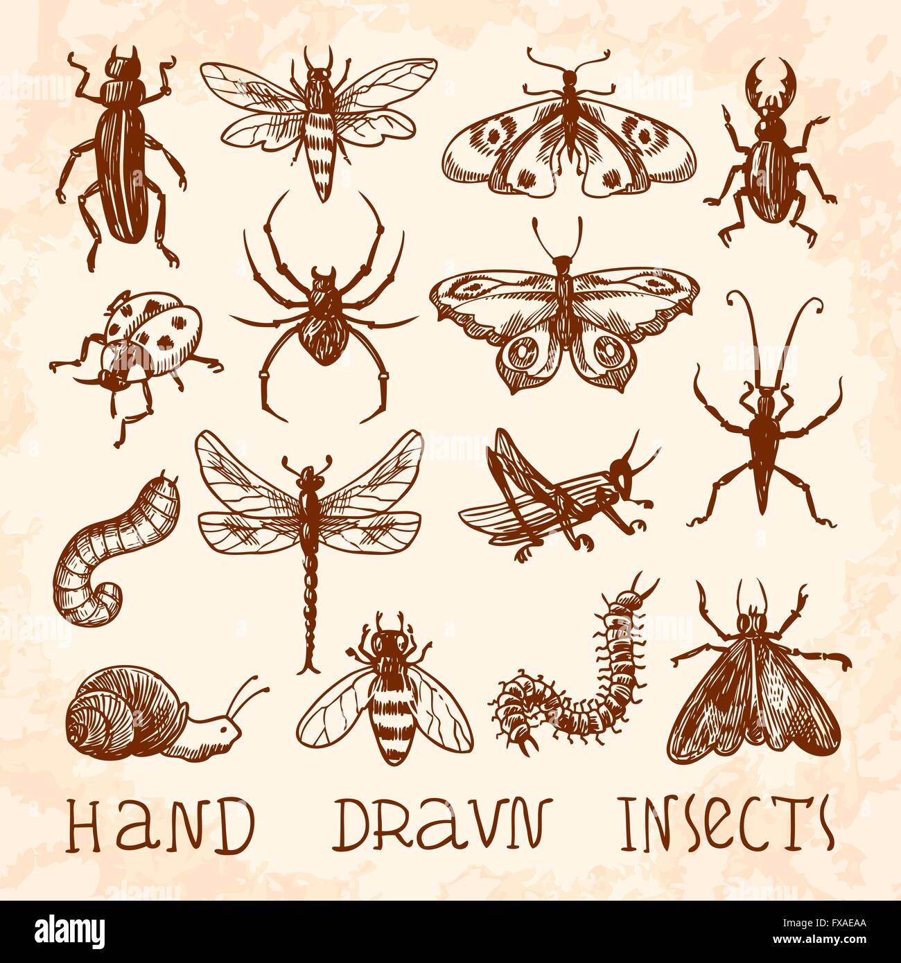 Insects sketch set Stock Vector Image & Art - Alamy