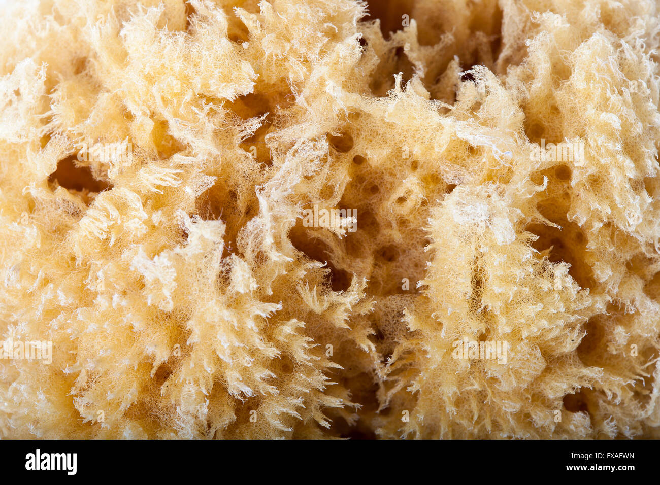 Sponge detail hi-res stock photography and images - Alamy