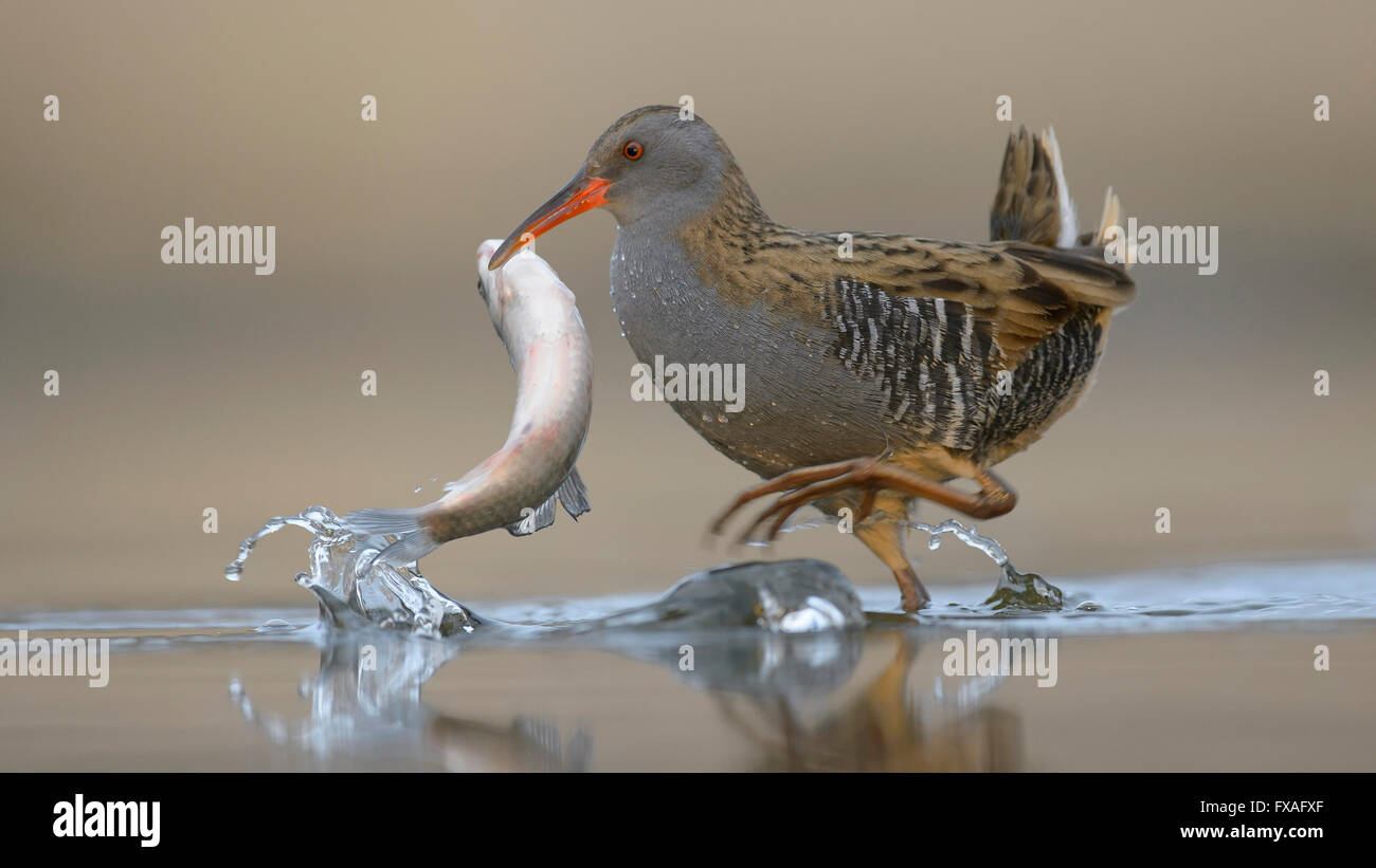 Water Rail (Rallus aquaticus), in water with a caught fish in its beak ...