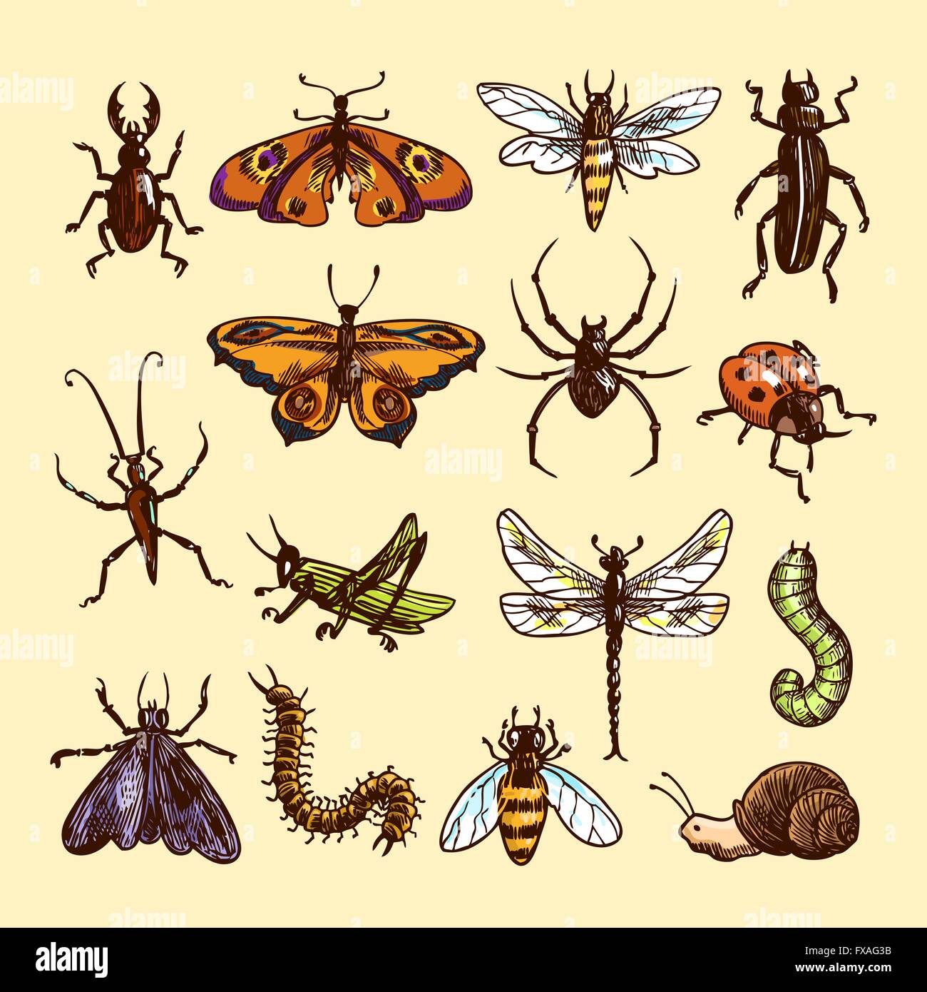 Insects sketch set Stock Vector Image & Art - Alamy