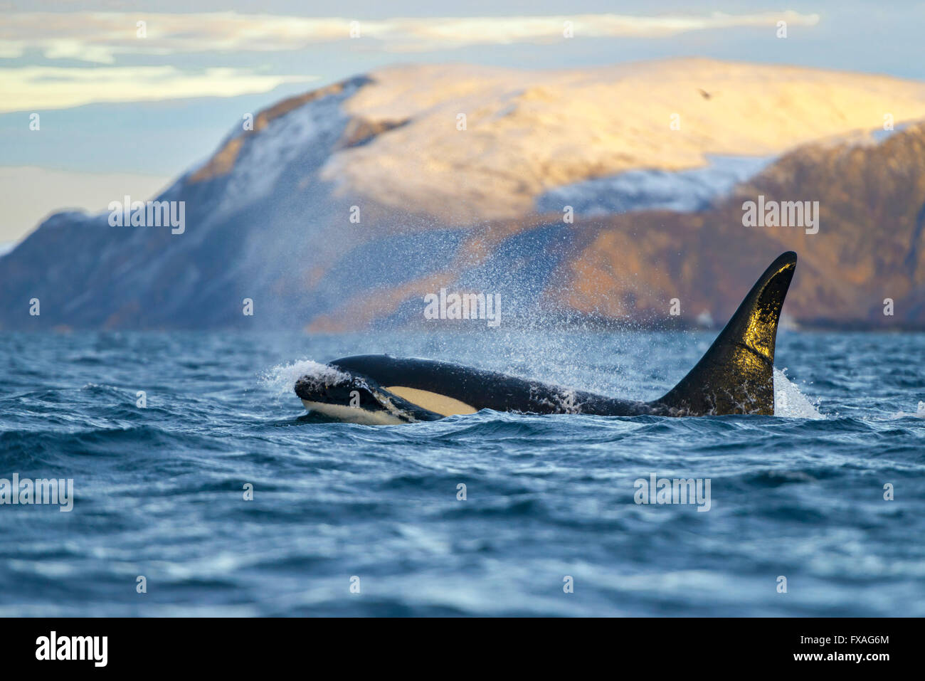 Orca (Orcinus orca) in front of snow-covered mountains, the North ...
