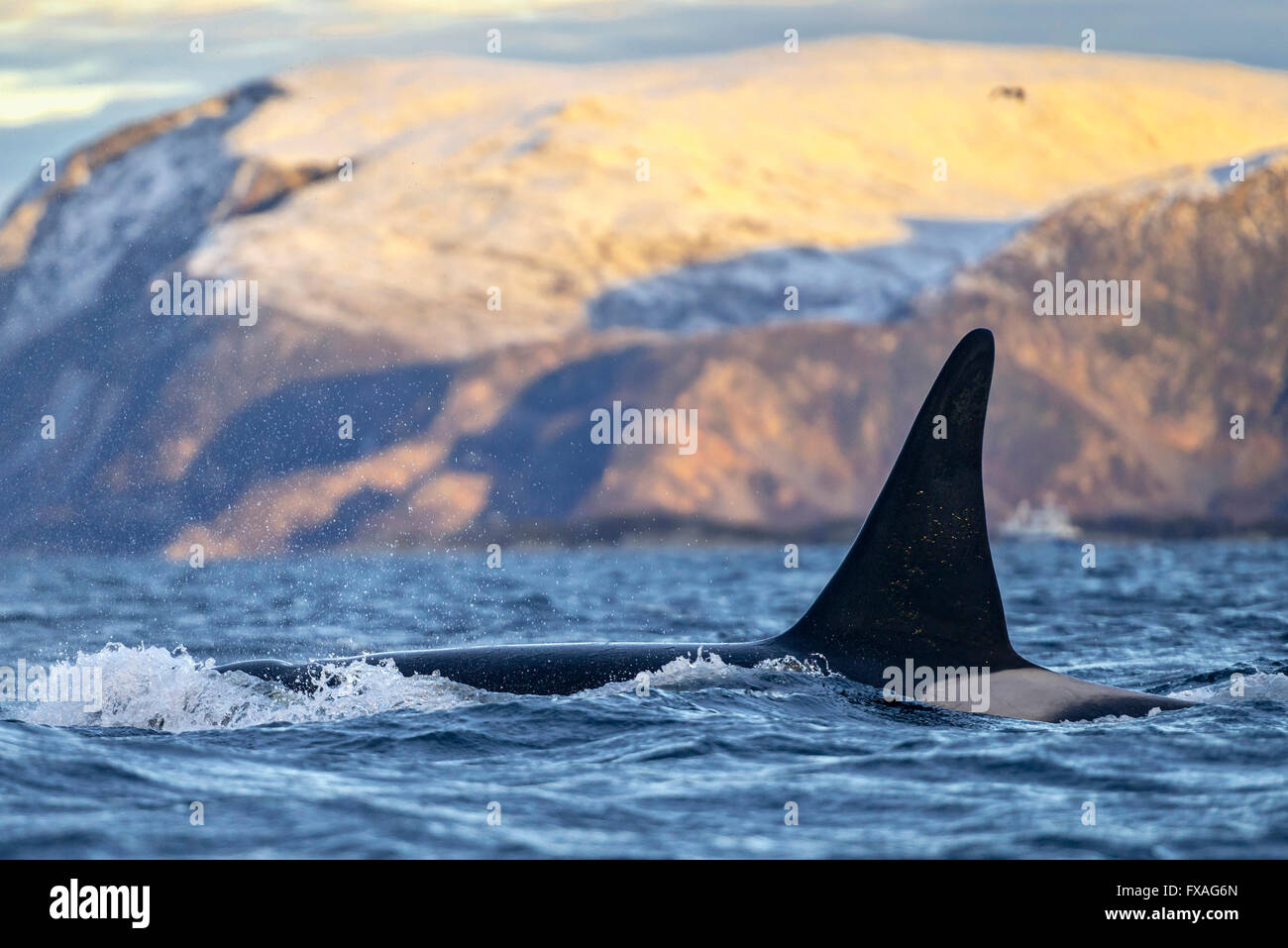 Orca (Orcinus orca), fin in front of snow-covered mountains, the North ...