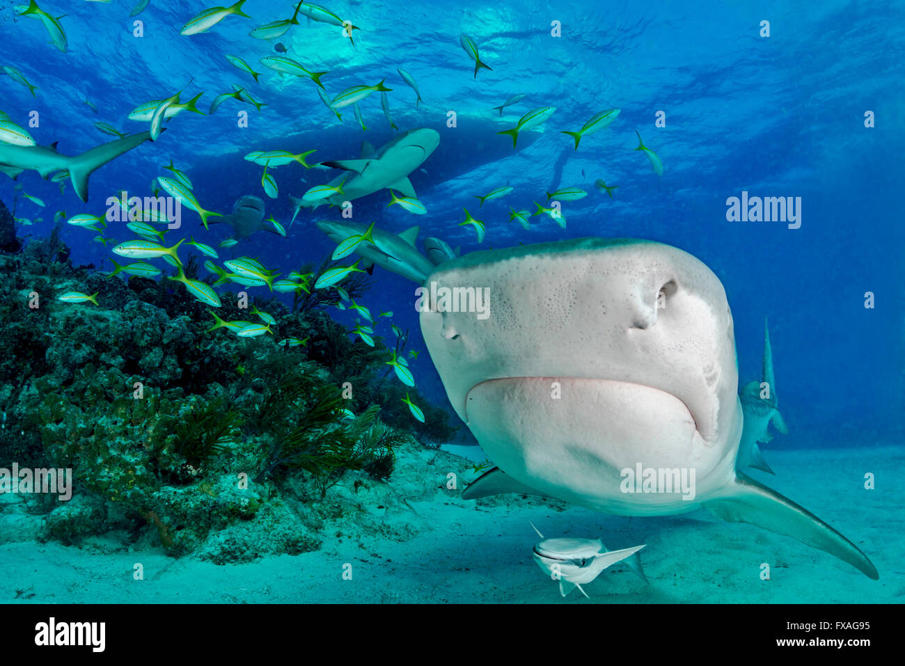 Small shark hi-res stock photography and images - Alamy