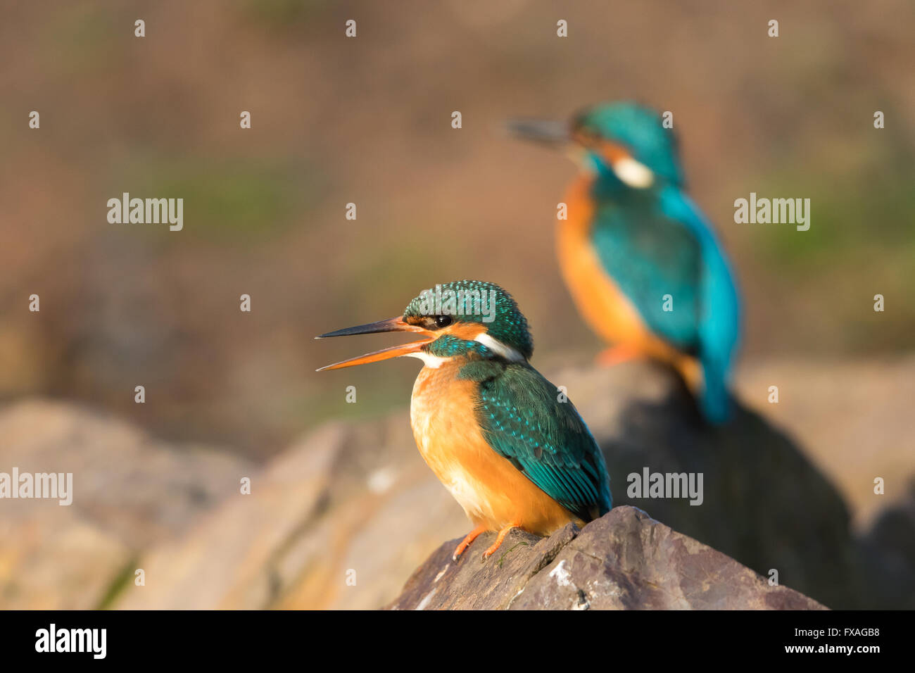 Female Kingfisher (Alcedo atthis) on stone, morning light, in the ...