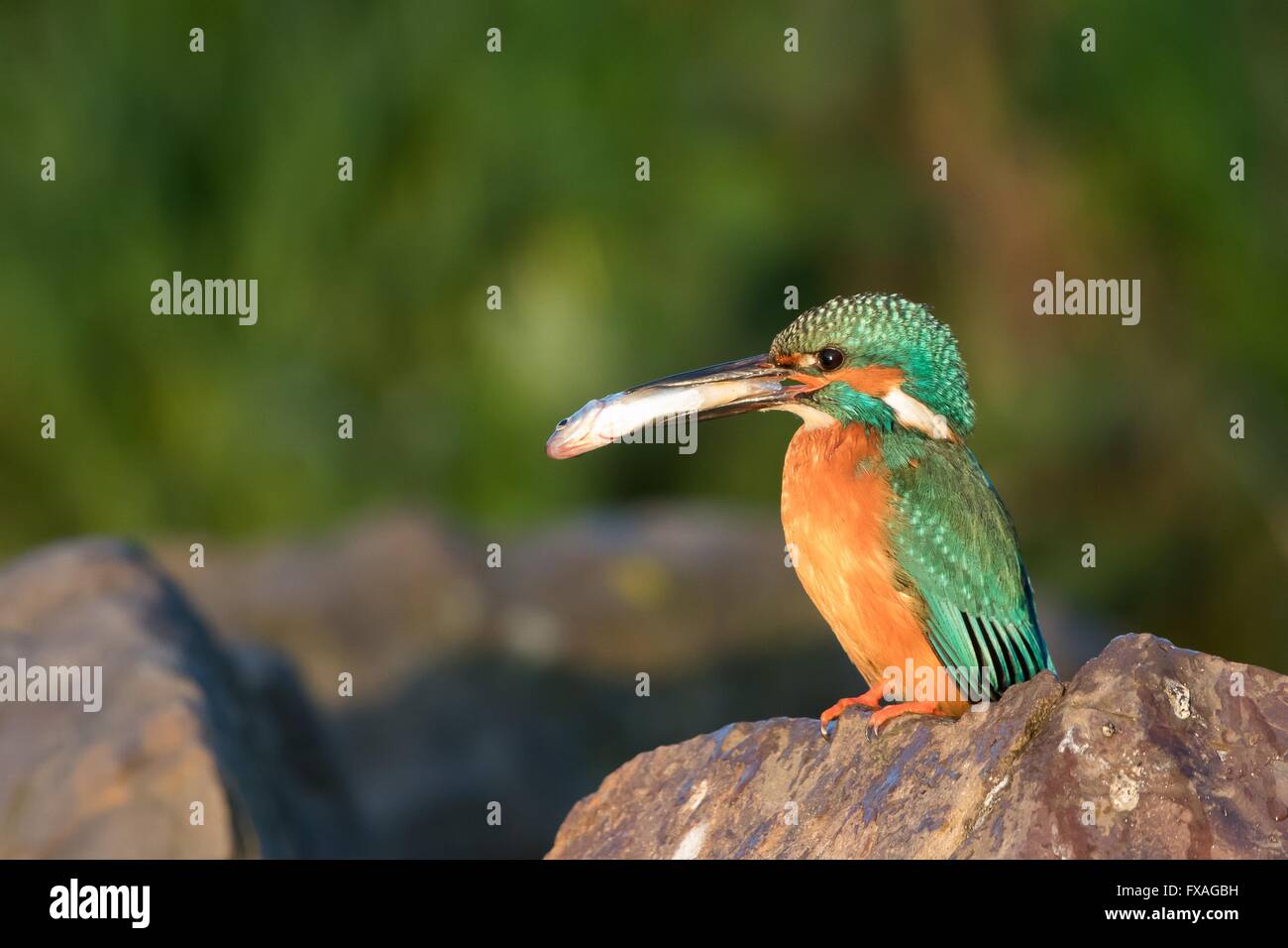 Male kingfisher fish hi-res stock photography and images - Alamy