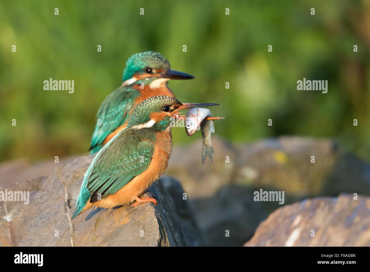 Female common kingfishers hi-res stock photography and images - Alamy