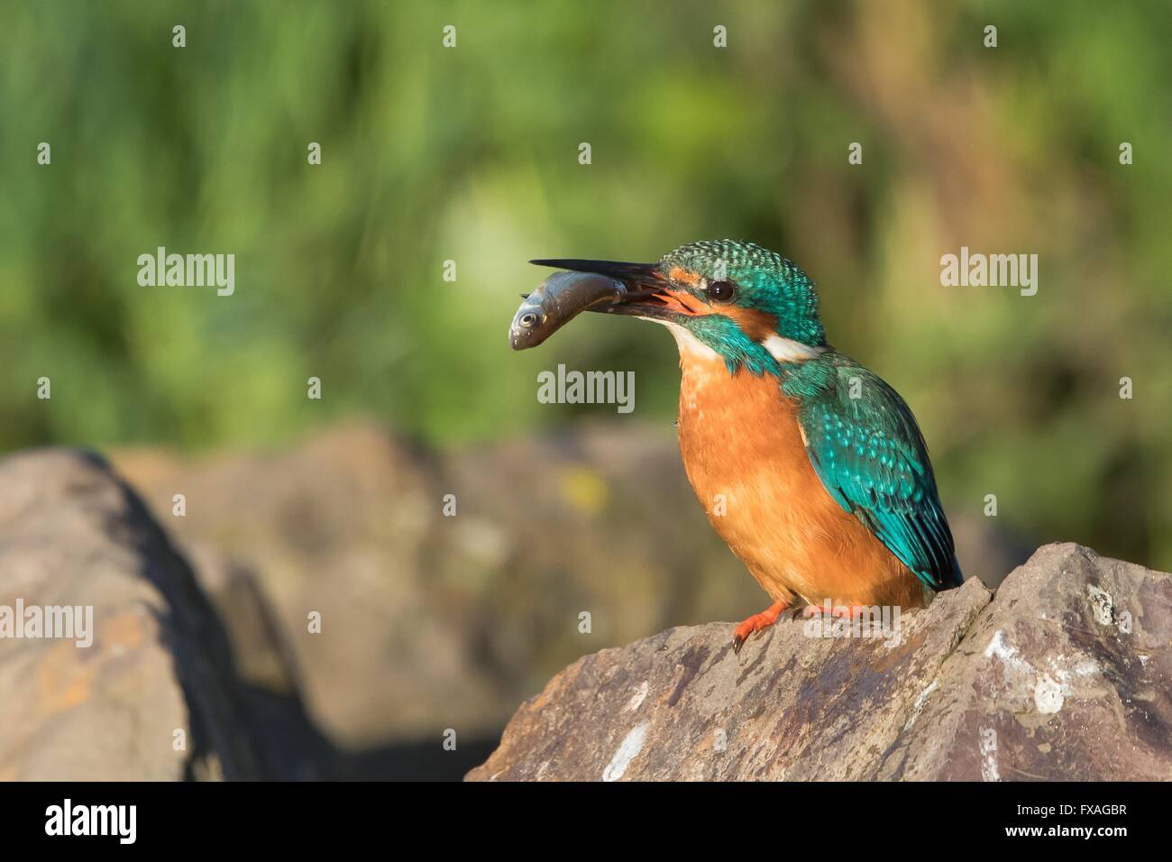 Male Kingfisher (Alcedo atthis) on stone with fish for mating feeding ...