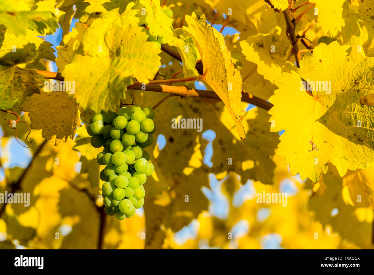 Autumn grapes leaves hi-res stock photography and images - Alamy