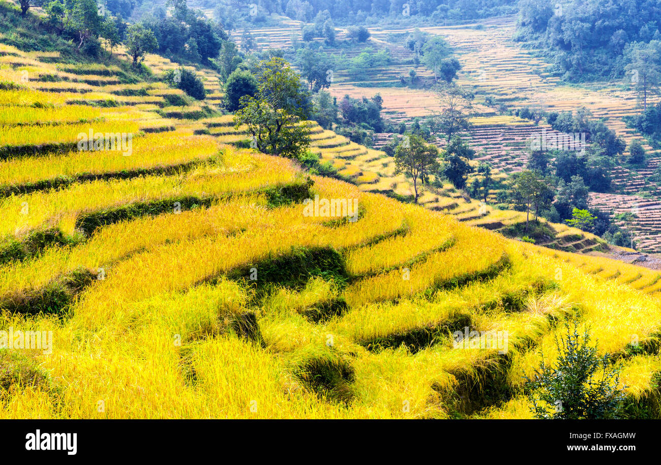 Green terraced fields in Arun Nadi Valley, Chewabesi, Purwanchal, Nepal ...