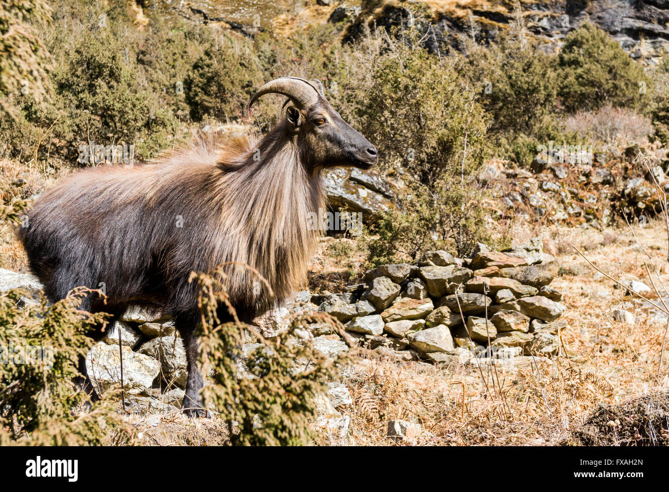 Himalayan goat hi-res stock photography and images - Alamy