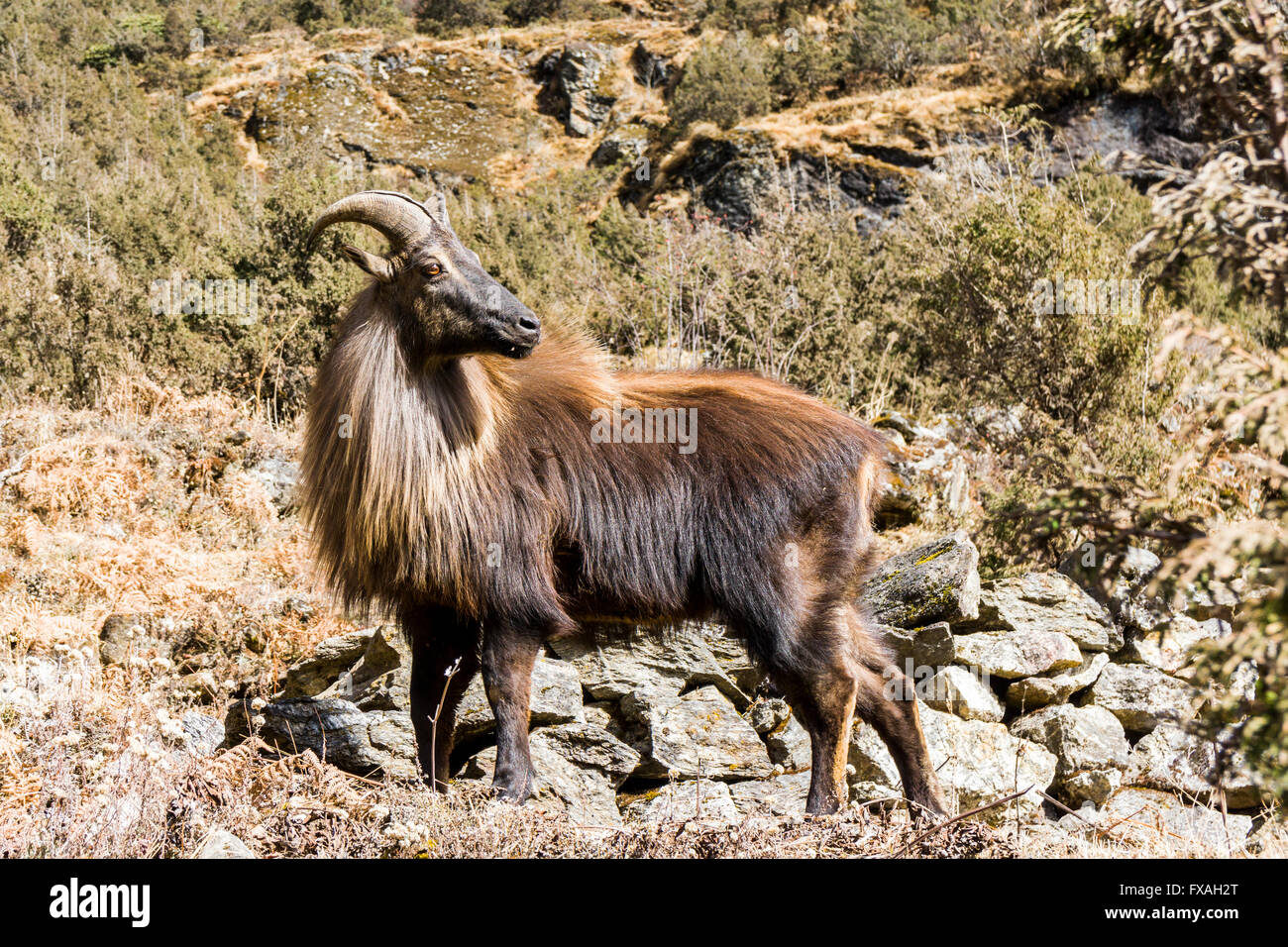 Himalayan tahr (Hemitragus jemlahicus), a big montain goat, is standing ...