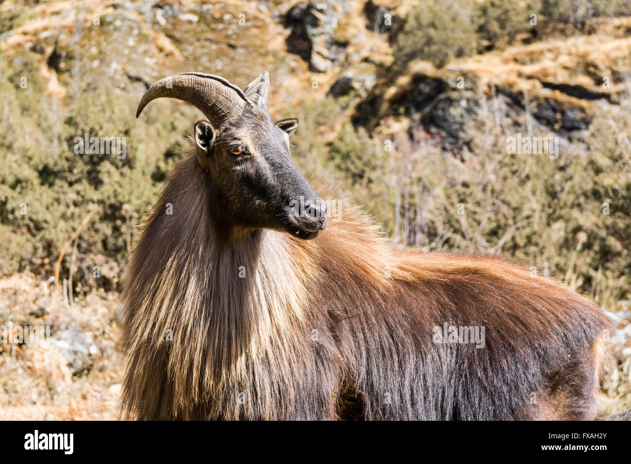 Himalayan goat hi-res stock photography and images - Alamy