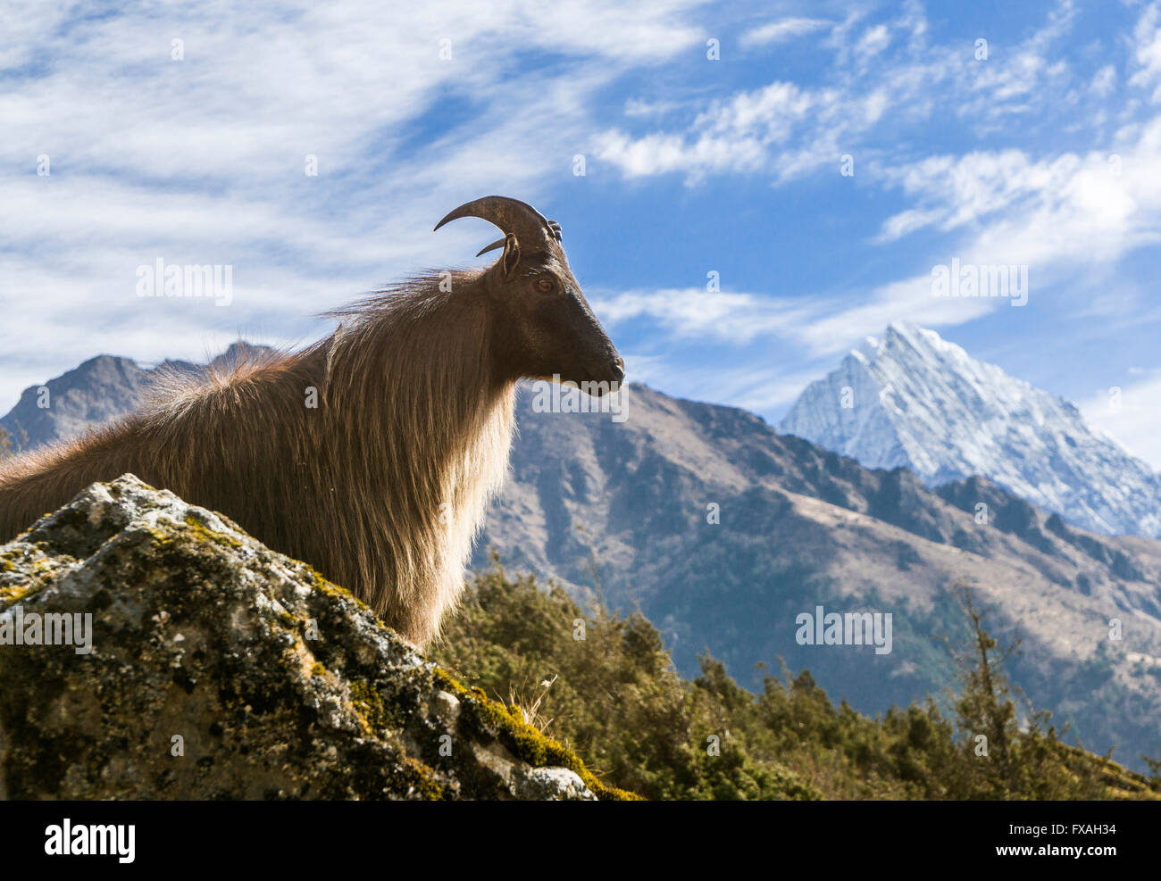 Himalayan Mountain Goat