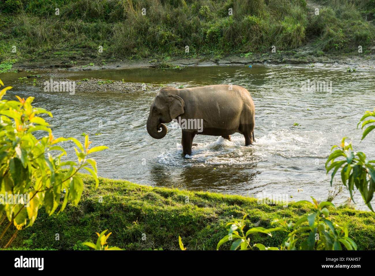 Elephant side angle view hi-res stock photography and images - Alamy