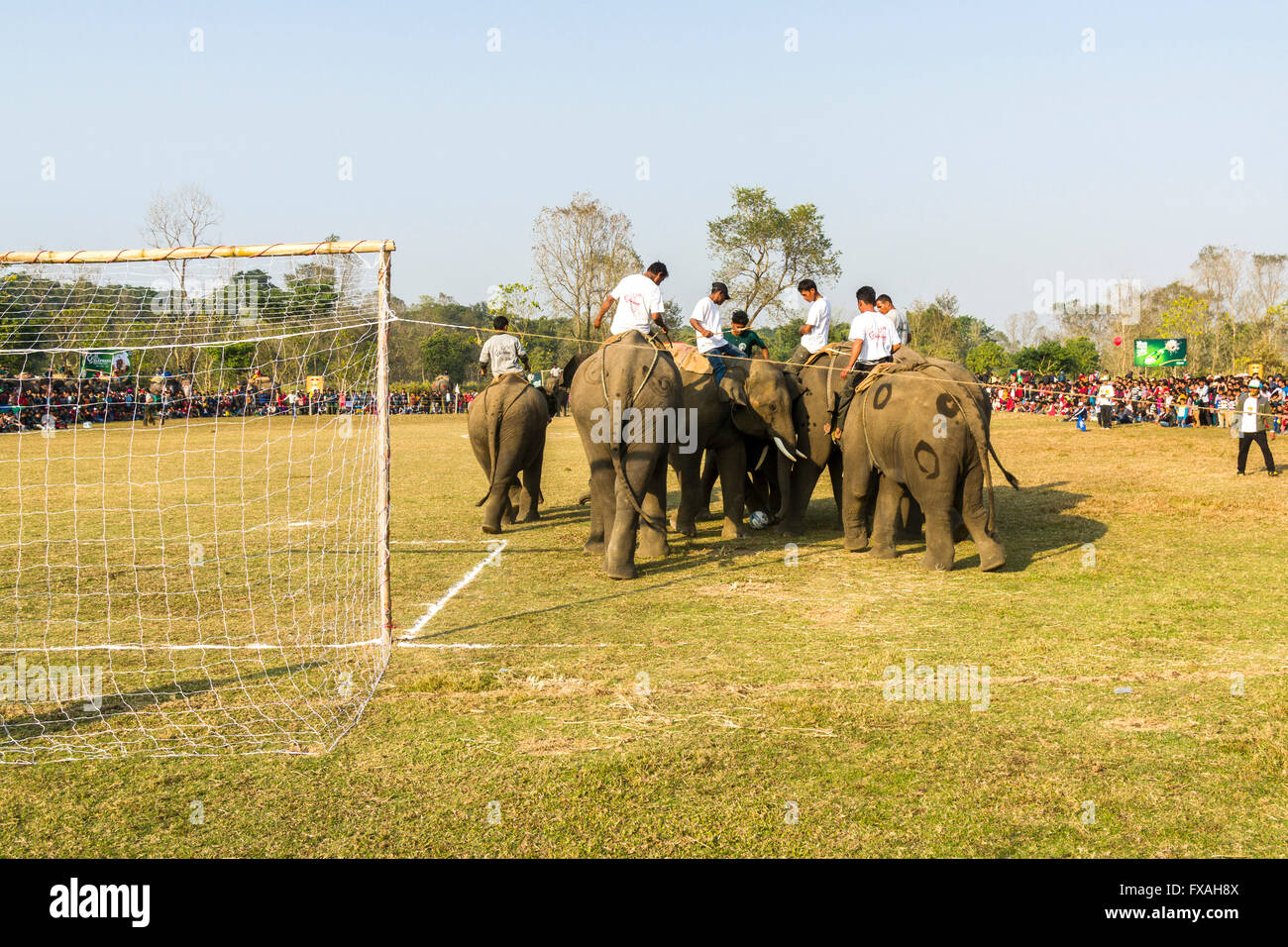 Asian elephants (Elephas maximus) playing football at elephant festival ...