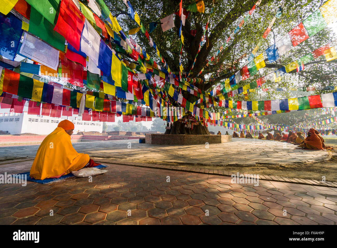 Bodhi tree lumbini hi-res stock photography and images - Alamy