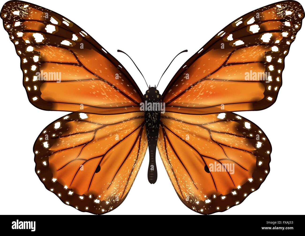 Butterfly realistic isolated Stock Vector Image & Art - Alamy