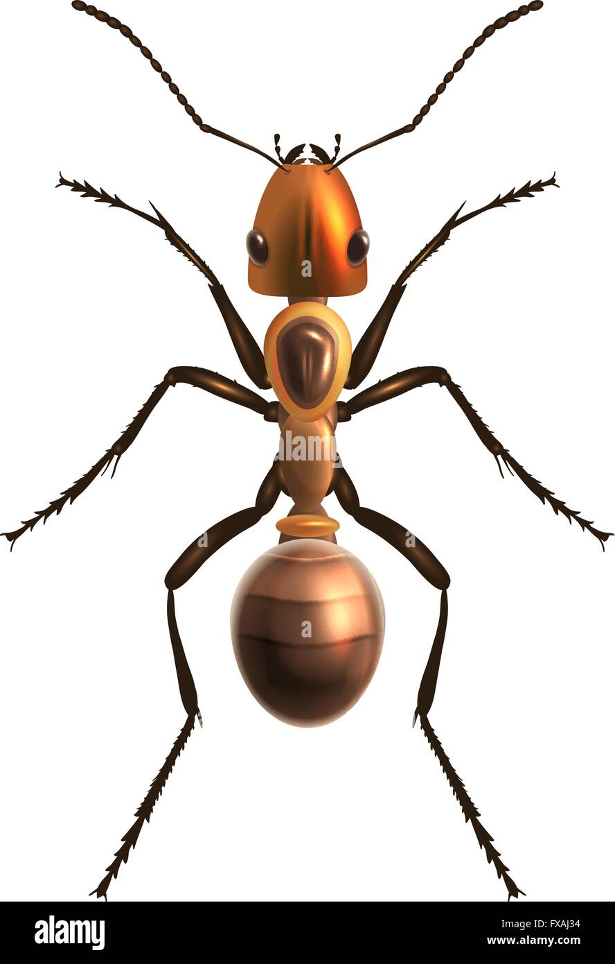 Realistic ant hi-res stock photography and images - Alamy
