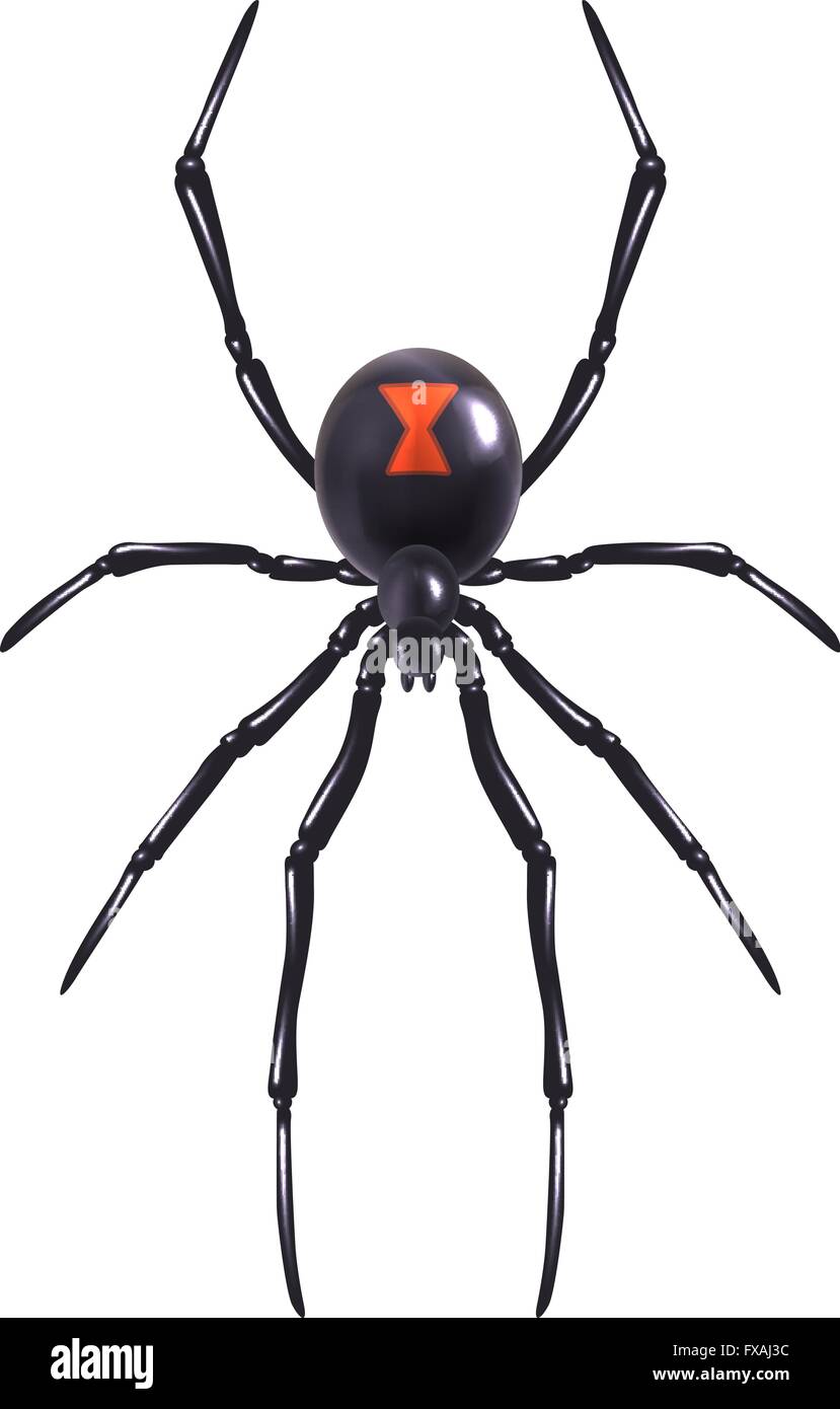 Realistic spider isolated Stock Vector Image & Art - Alamy