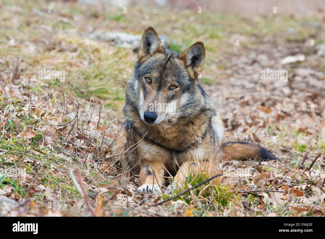 Italian Wolf Stock Photos & Italian Wolf Stock Images - Alamy