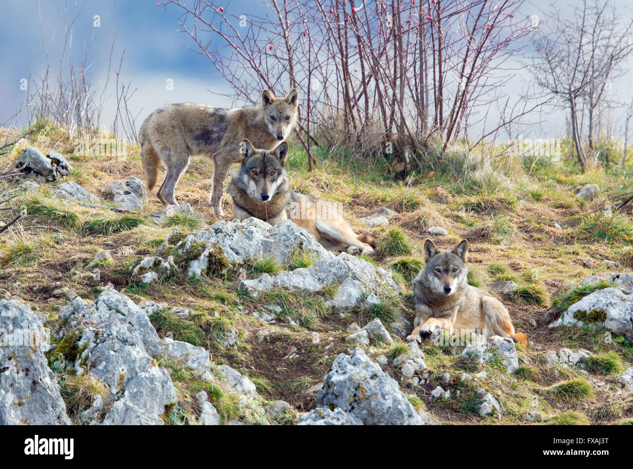 Italian Wolves Canis Lupus Italicus High Resolution Stock Photography ...
