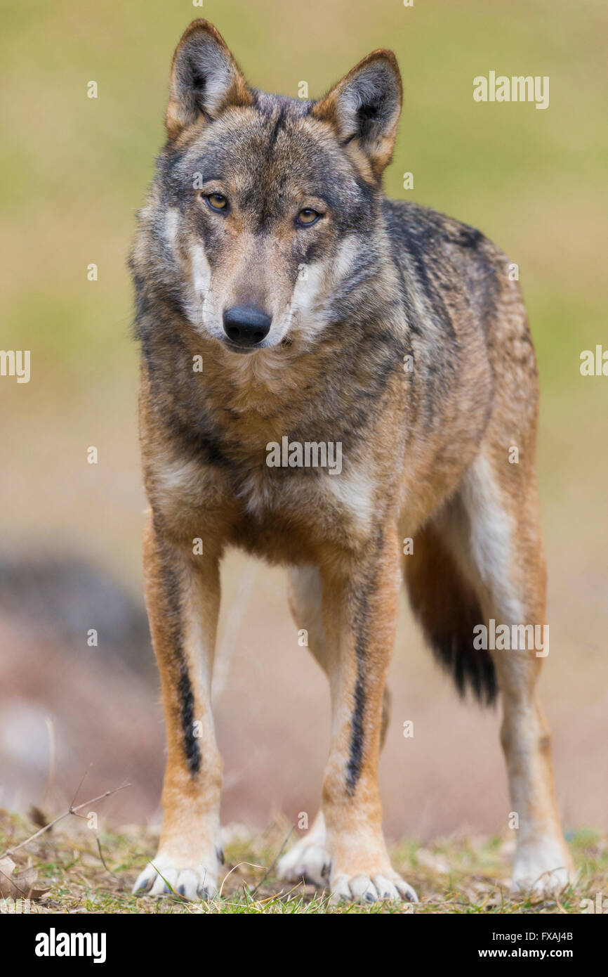 Italian Wolf Animal High Resolution Stock Photography and Images - Alamy